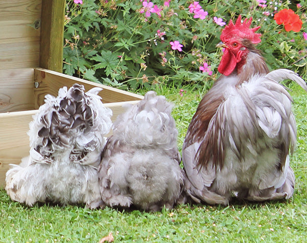 Ask Phill No 18 - Chickens with a messy bottom